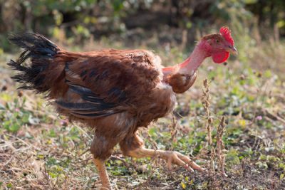 The Bare Facts of The Naked Neck Chicken - Backyard Poultry